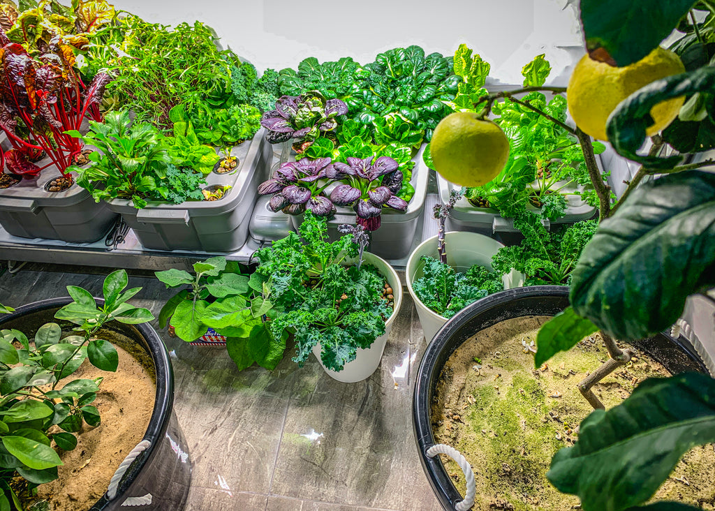 Growing Food 365 Days by Char and Marv of Planted in the Garden – West ...