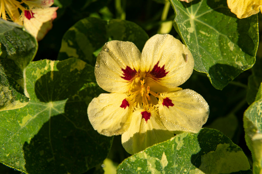 Troika Cream – West Coast Seeds