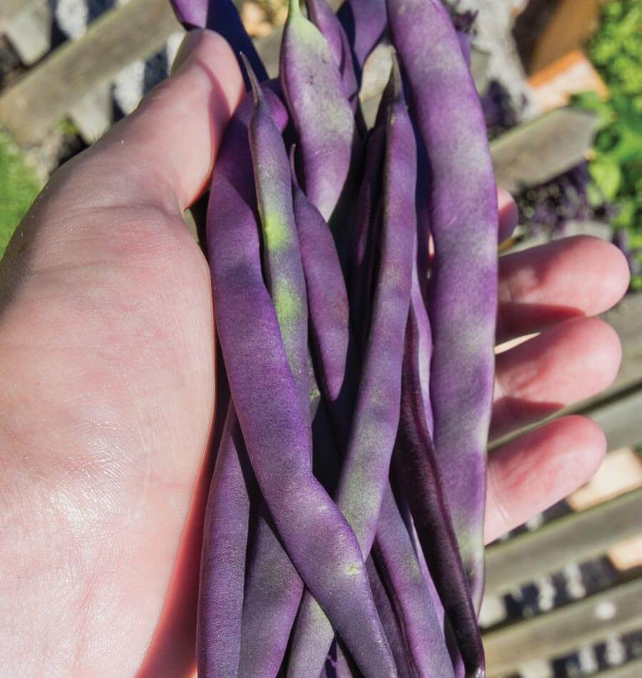 Purple Snap Beans