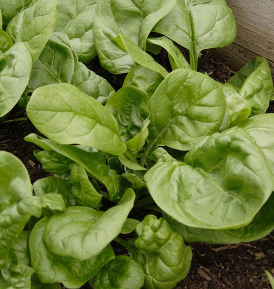 Space Spinach Seeds – West Coast Seeds