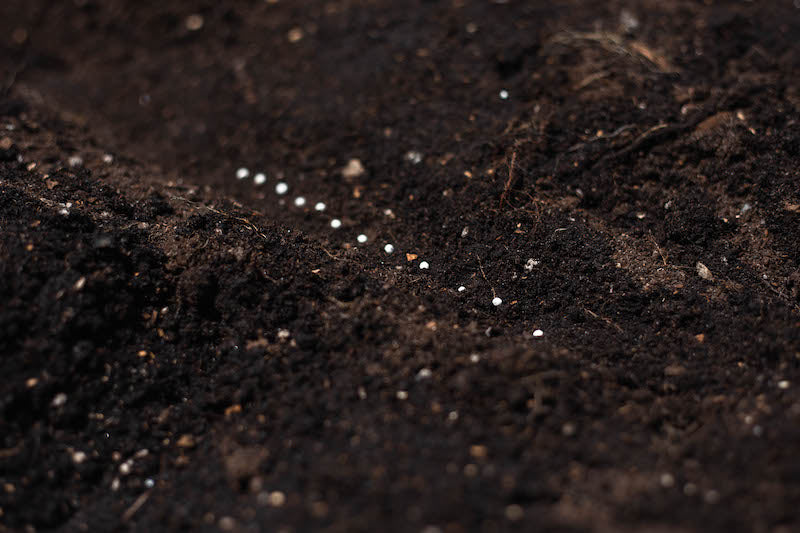 Open Pollinated or Hybrid Seeds: What's the Difference? – West Coast Seeds