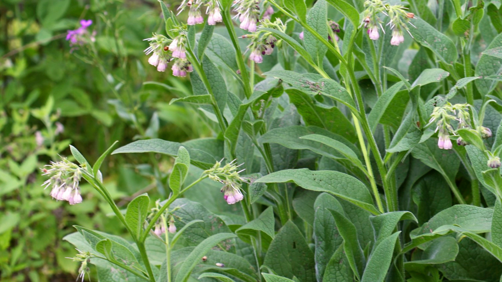 How to Grow Comfrey – West Coast Seeds