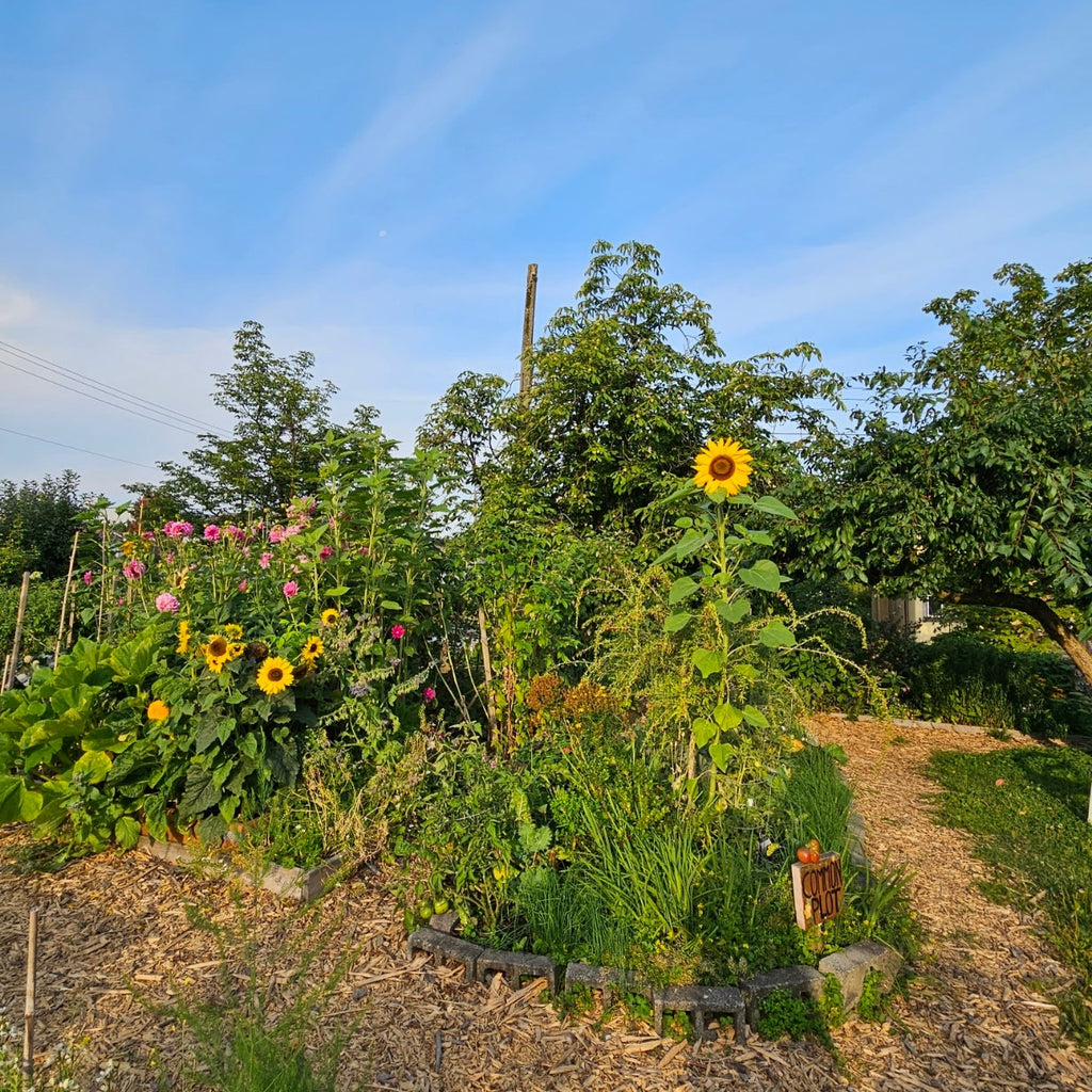 Pandora Park Community Garden Society – West Coast Seeds