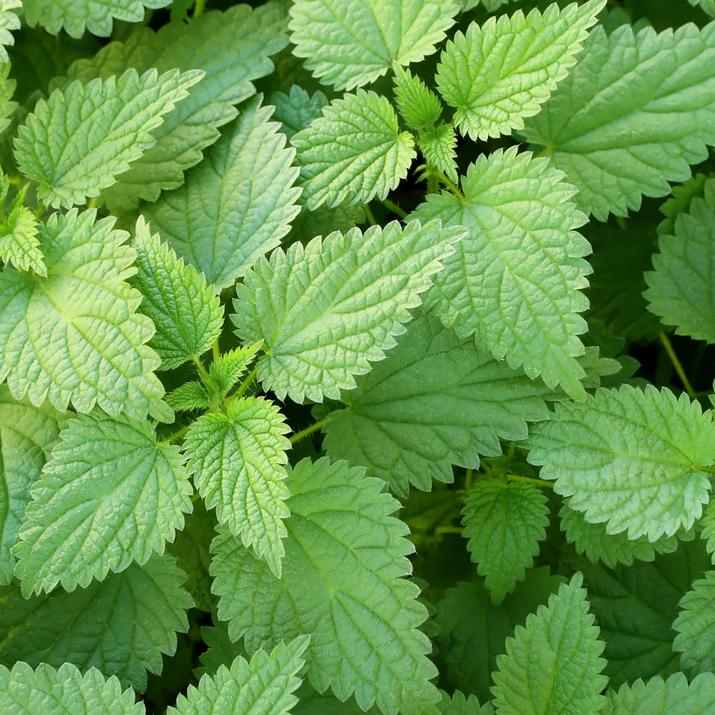 How to Grow Stinging Nettle – West Coast Seeds