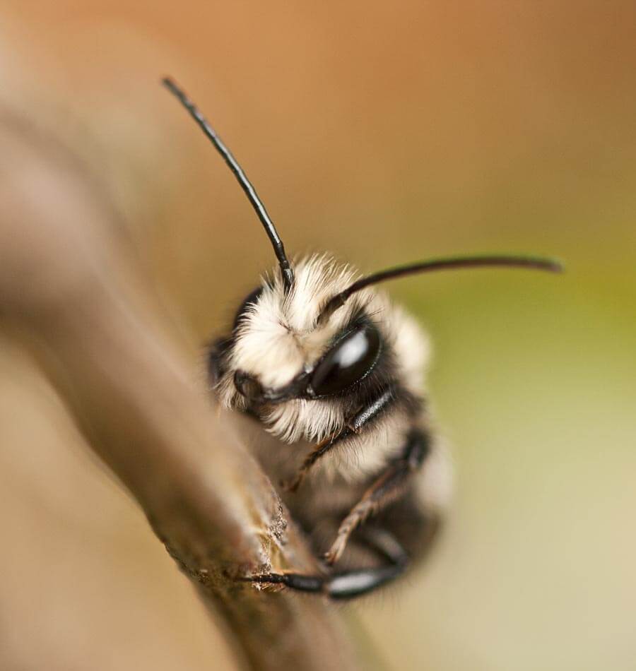 Keeping Orchard Mason Bees – West Coast Seeds