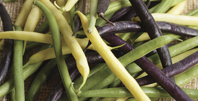 About Beans | Facts About Beans – West Coast Seeds