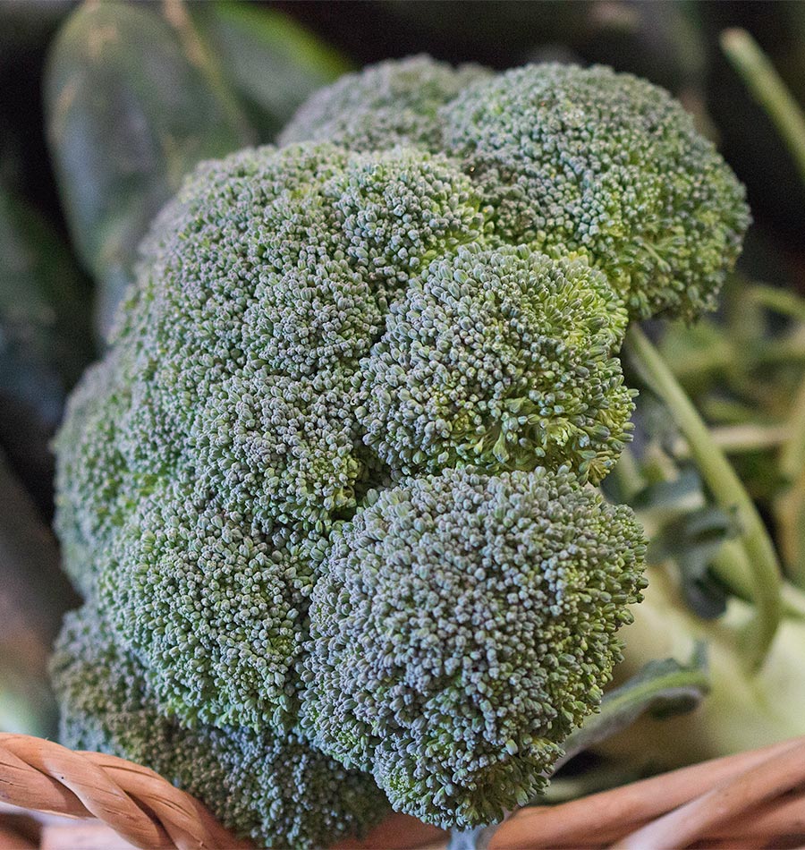 About Broccoli – West Coast Seeds