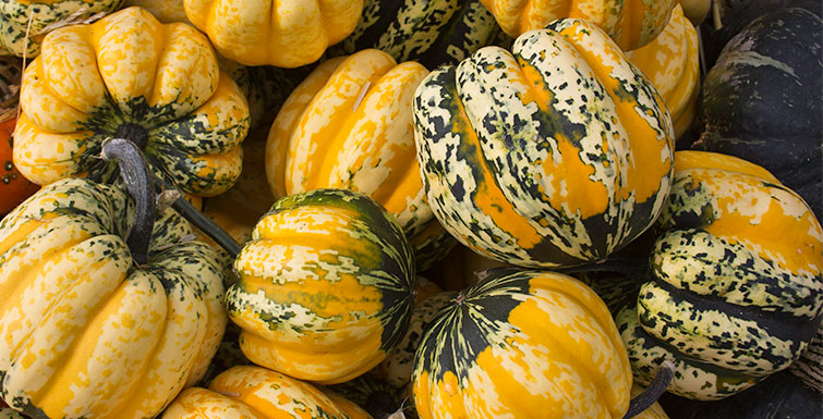 About Squash | Facts About Squash – West Coast Seeds