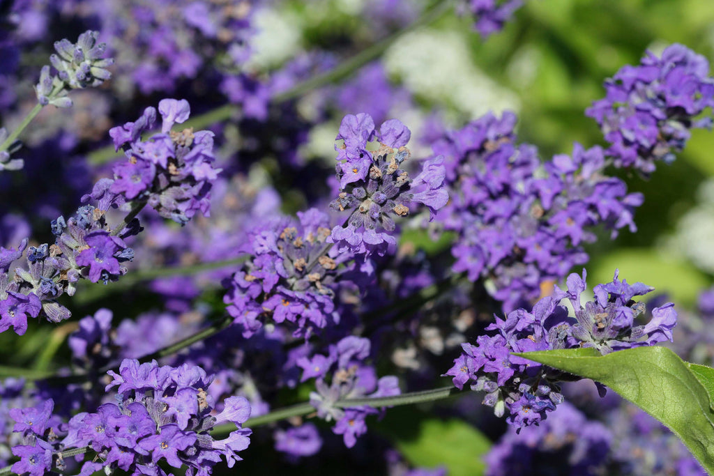 About Lavender – West Coast Seeds