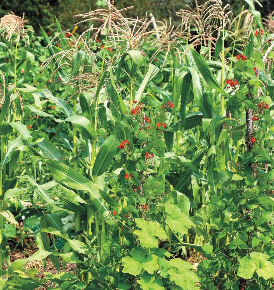 How To Grow Three Sisters Mix – West Coast Seeds