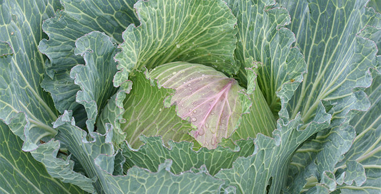 Best Winter Gardening Varieties – West Coast Seeds