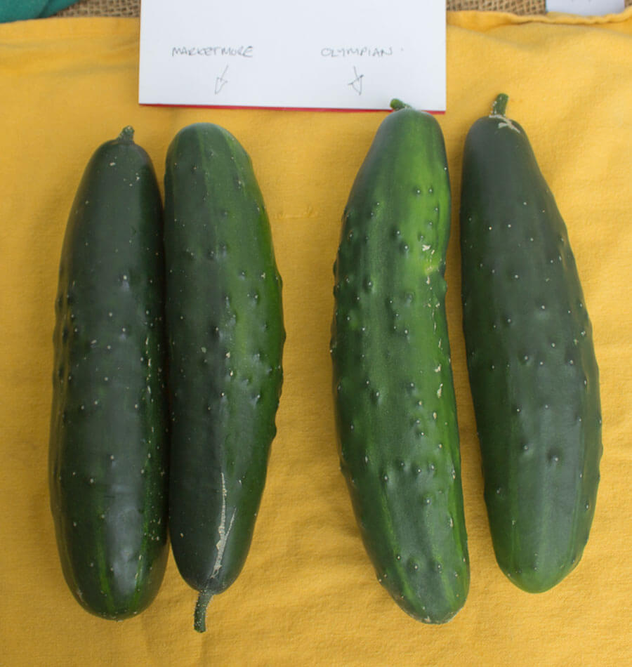 About Cucumbers | How to Grow Cucumbers – West Coast Seeds