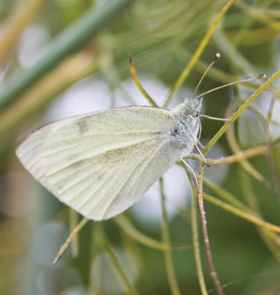 Cabbageworms and Cabbage Moth – West Coast Seeds