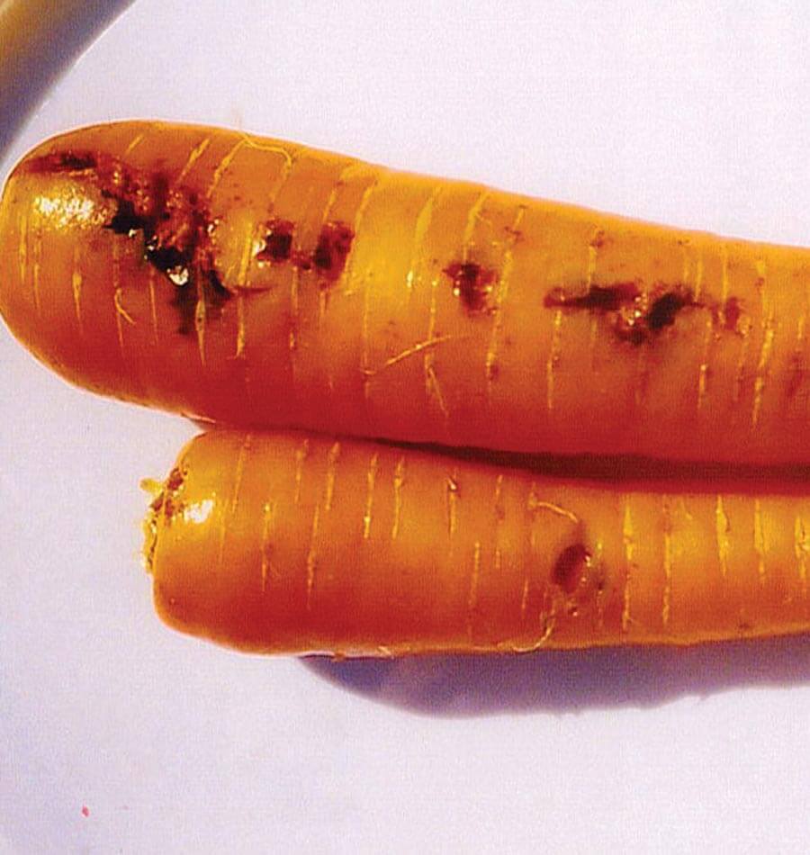 Carrot Rust Fly – West Coast Seeds