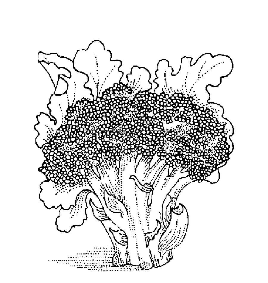 Club Root – West Coast Seeds