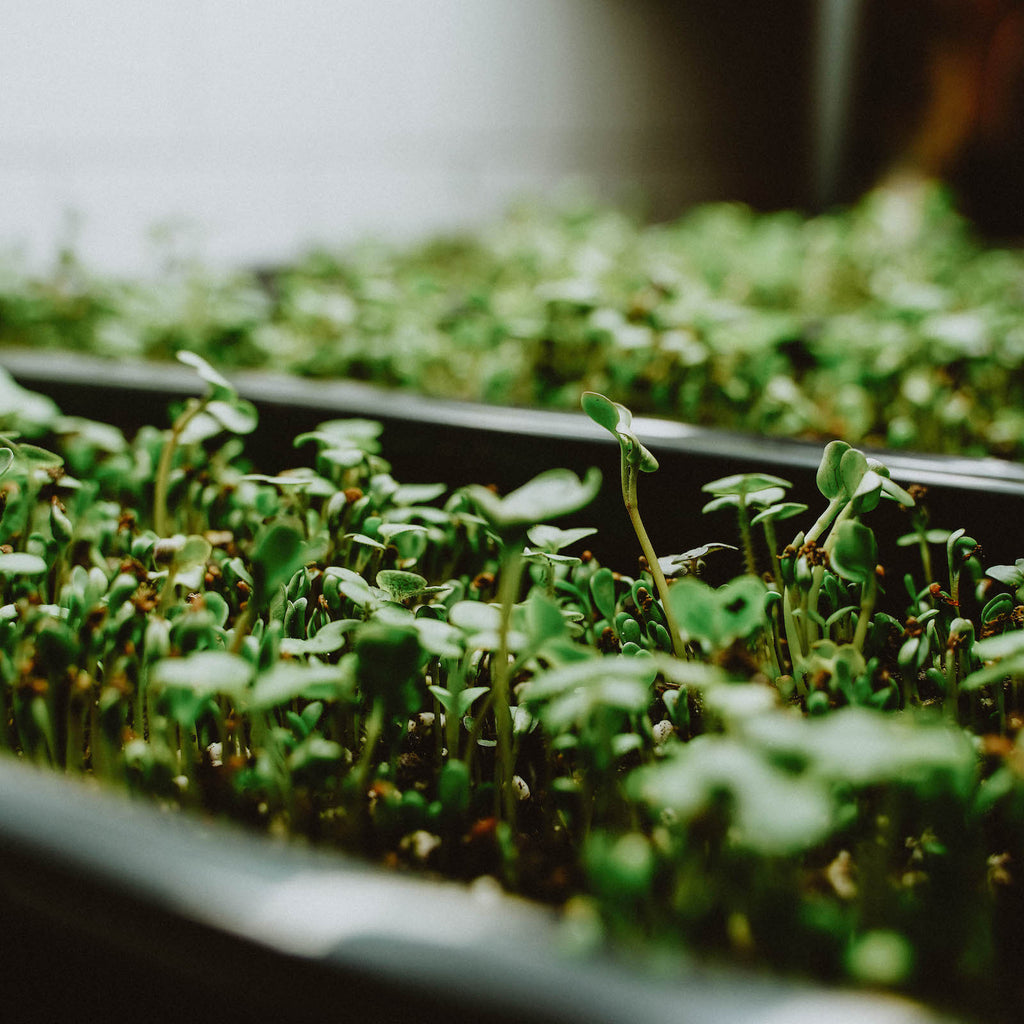 Growing Microgreens from Start to Finish – West Coast Seeds