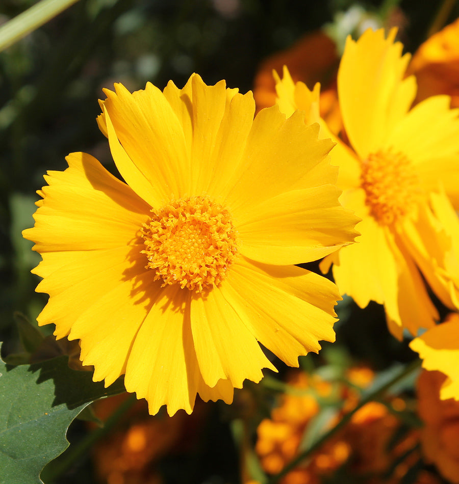 How to Grow Coreopsis | Calliopsis | Tickseed – West Coast Seeds