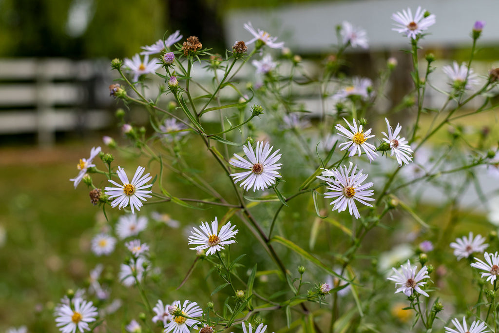How to Grow Douglas Aster – West Coast Seeds