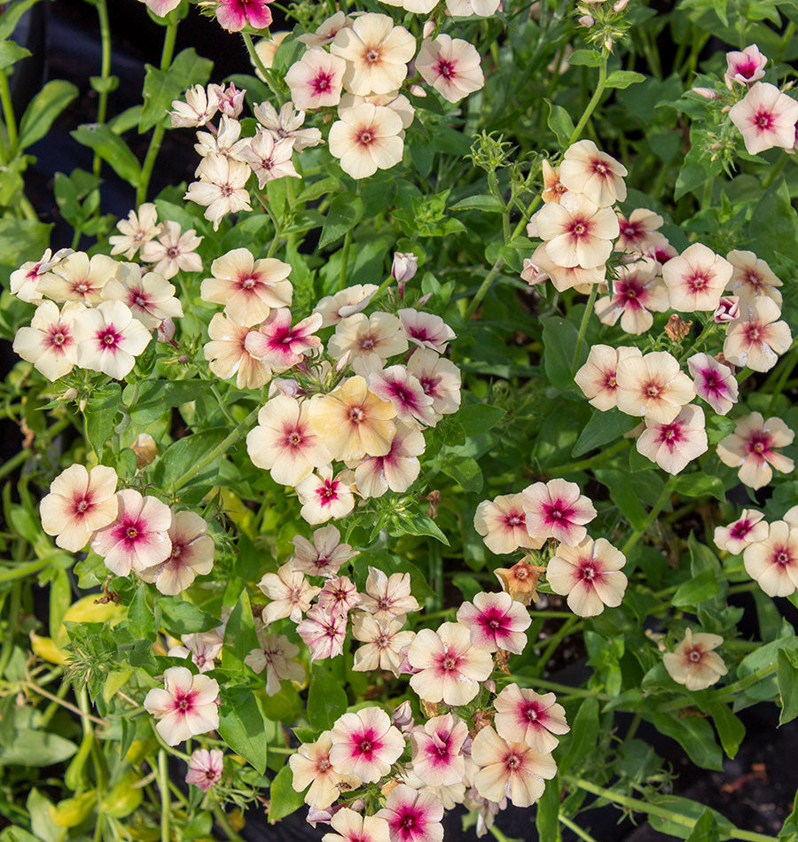 How to Grow Phlox – West Coast Seeds