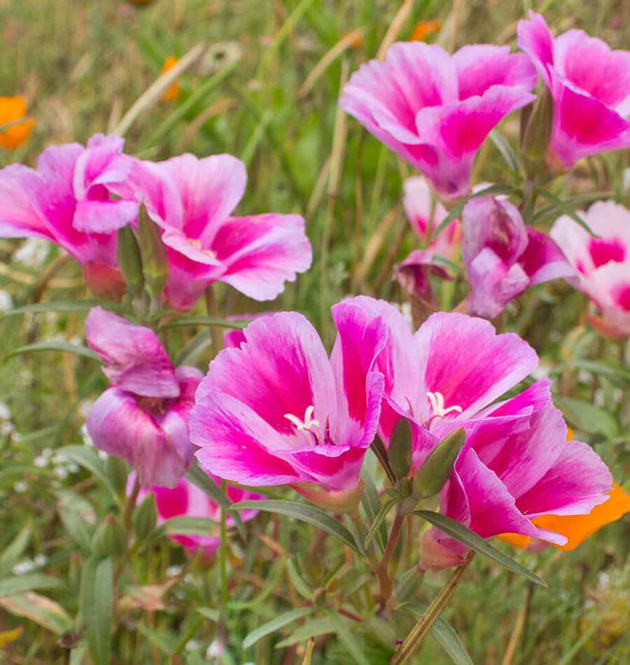 How to Grow Clarkia from Seeds | West Coast Seeds