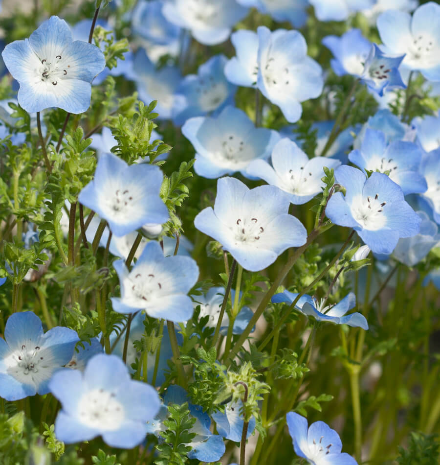 How to Grow Baby Blue Eyes | Nemophila – West Coast Seeds