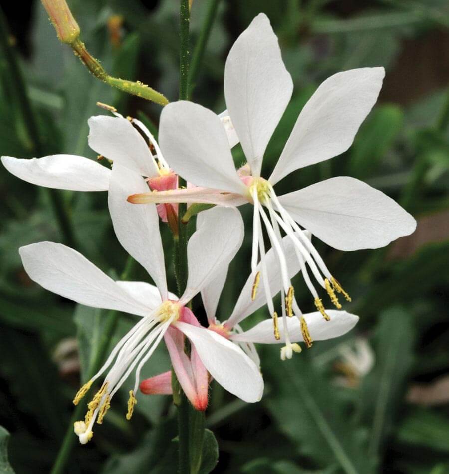 How to Grow Gaura from Seeds – West Coast Seeds