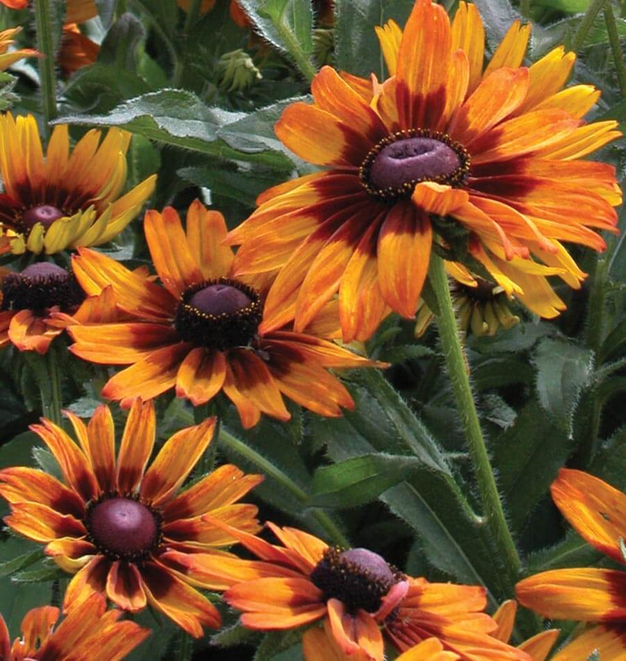 How to Grow Rudbeckia – West Coast Seeds