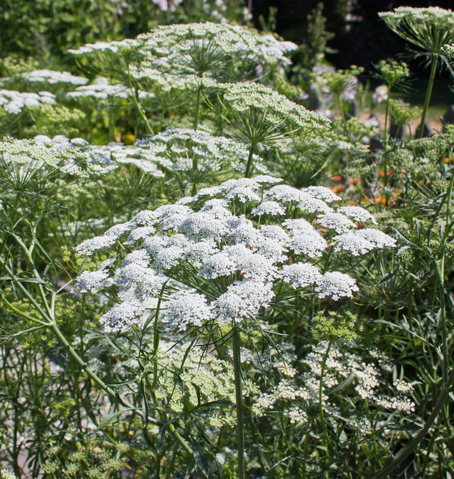 How to Grow Ammi – West Coast Seeds
