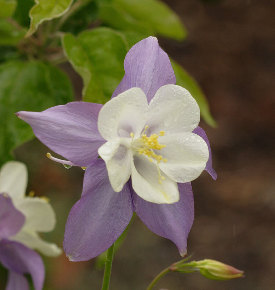 How to Grow Columbine from Seed | West Coast Seeds