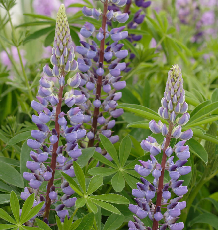 How to Grow Lupins | Lupinus – West Coast Seeds