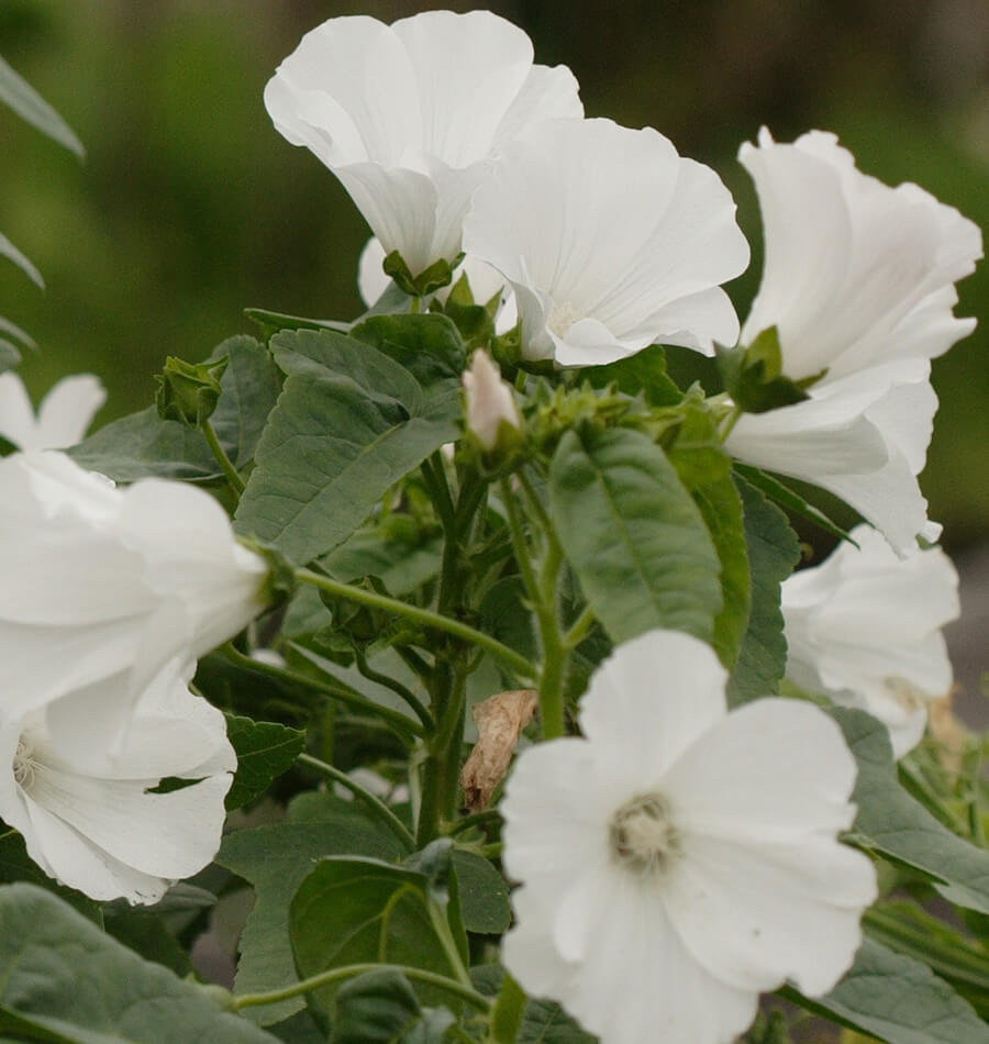 How to Grow Lavatera from seeds | Mallow – West Coast Seeds
