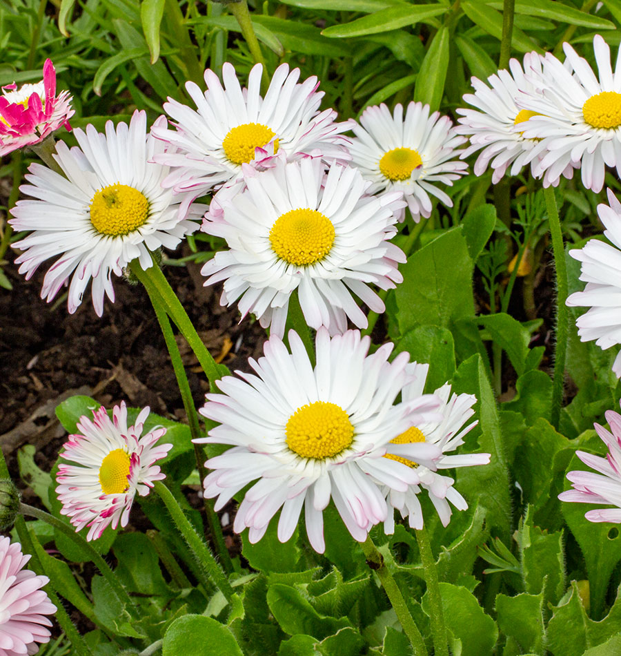 How to Grow Bellis perennis English Daisy – West Coast Seeds