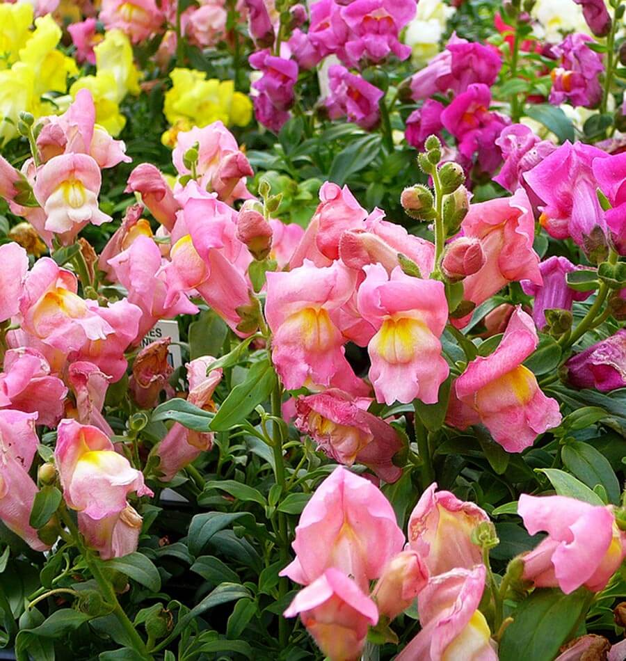 How to Grow Snapdragons | Antirrhinum – West Coast Seeds