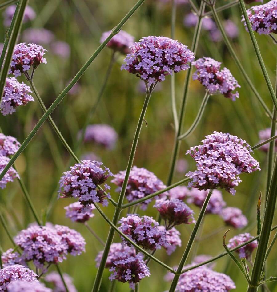 How to Grow Verbena | West Coast Seeds