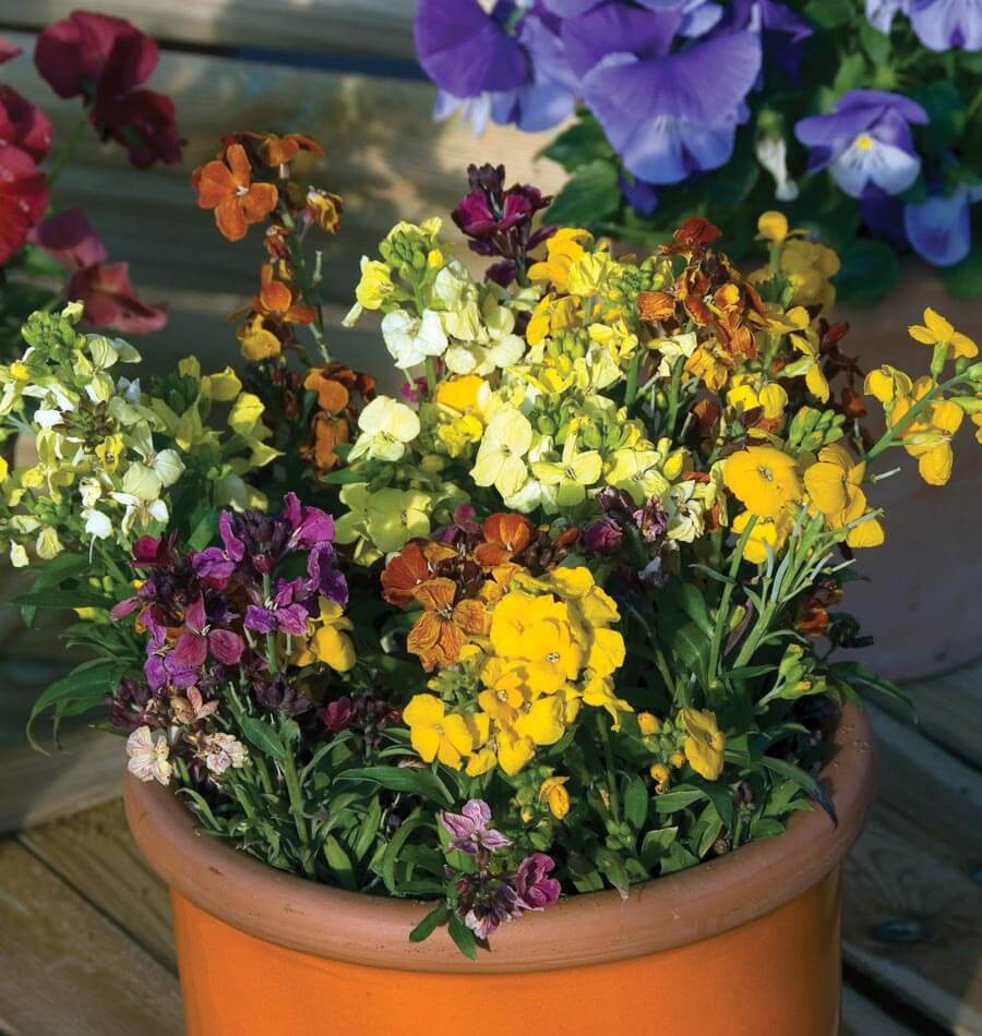 How to Grow Wallflowers – West Coast Seeds