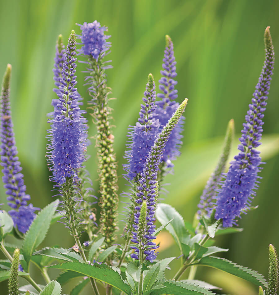 How to Grow Veronica – West Coast Seeds