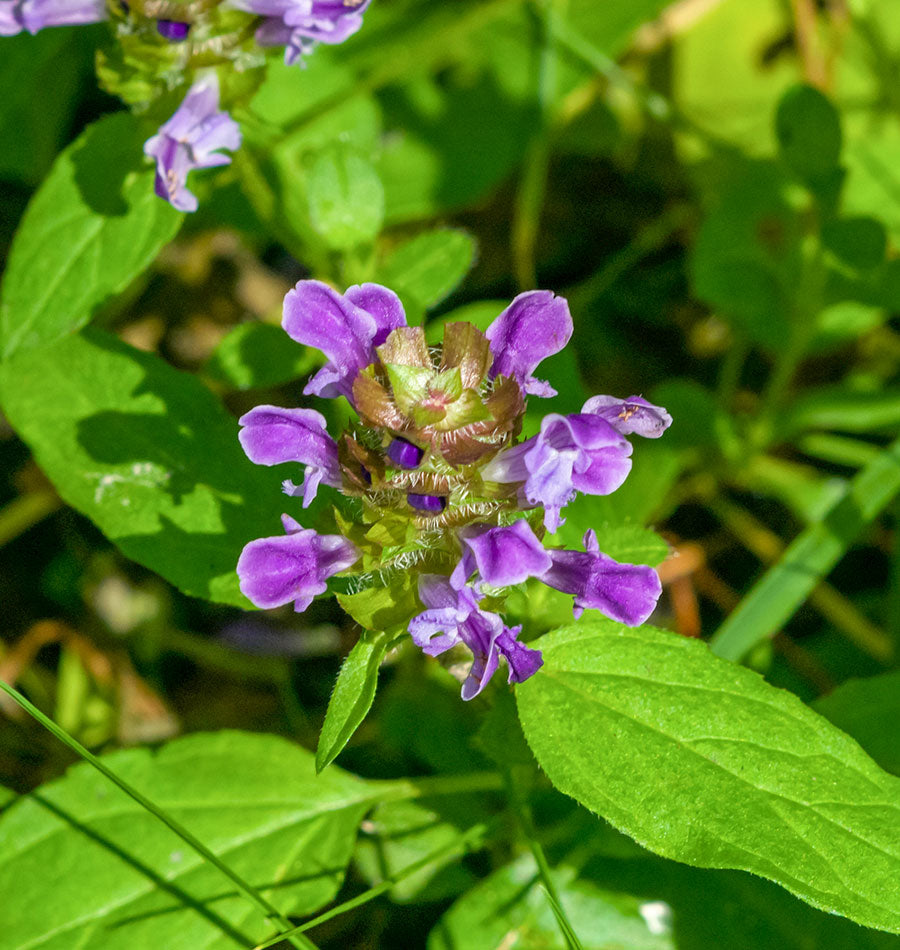 How to Grow Prunella – West Coast Seeds