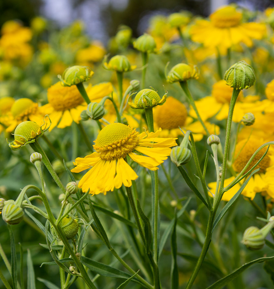 How to Grow Helenium from Seeds – West Coast Seeds