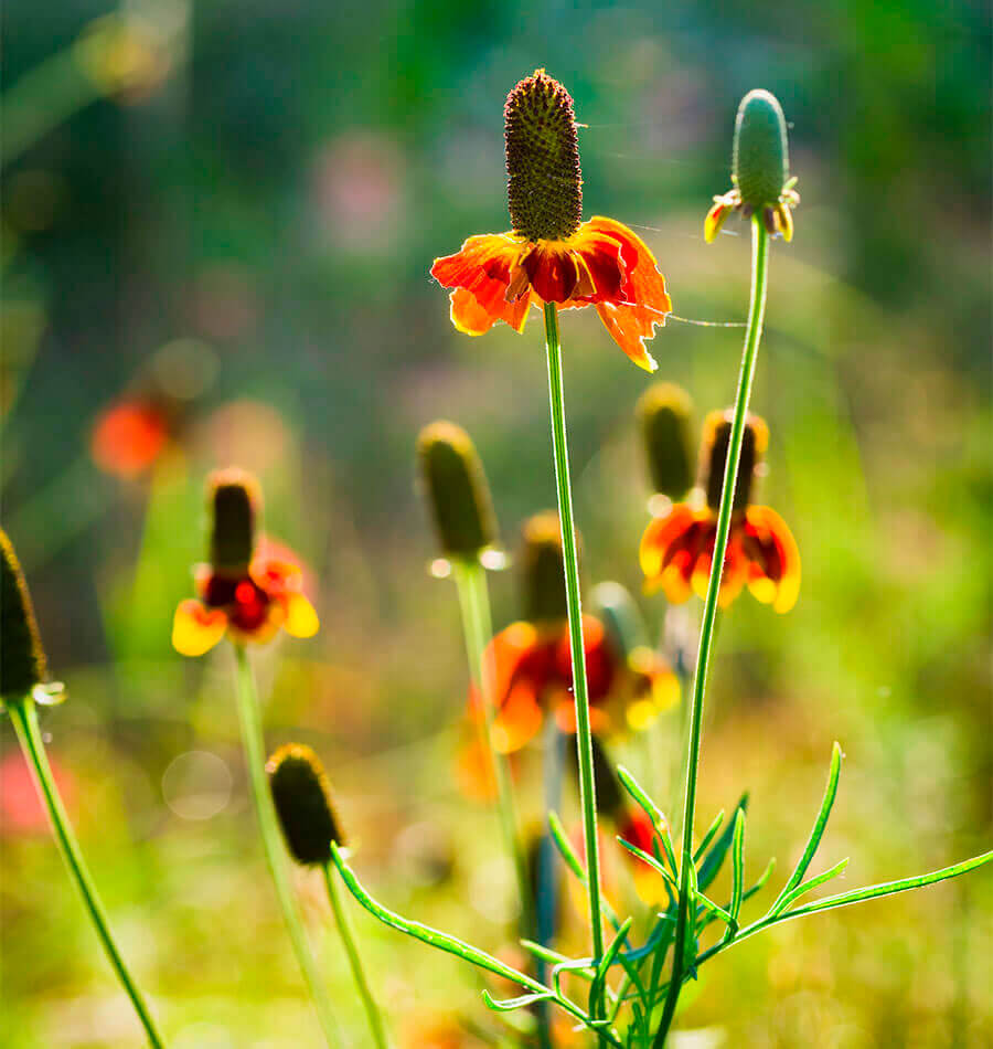 How to Grow Ratibida | Prairie Coneflower Growing Guide – West Coast Seeds