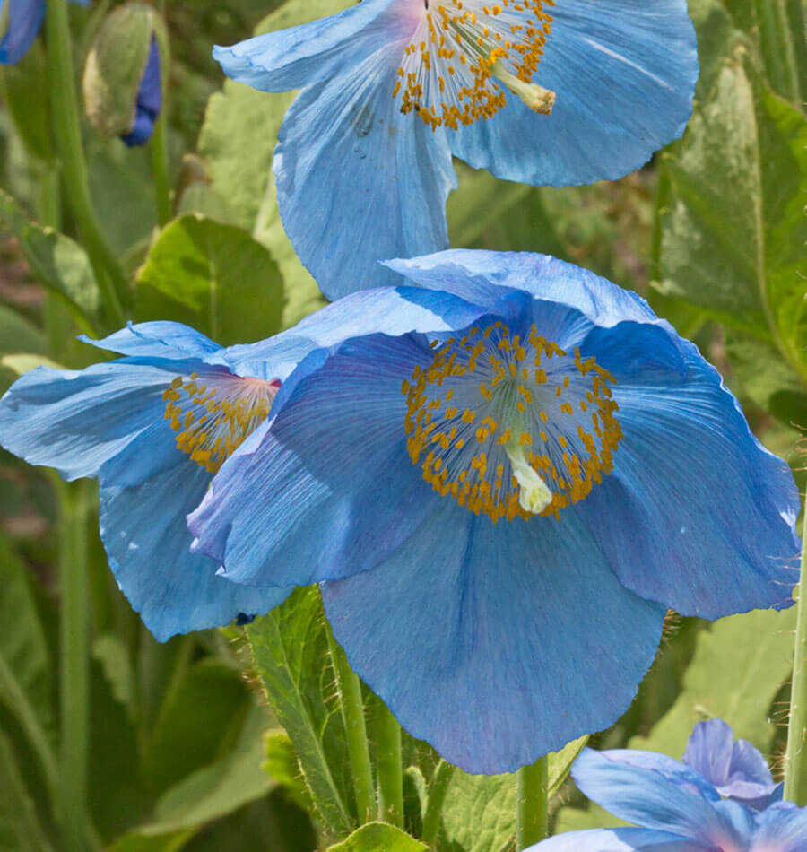 meconopsis superba