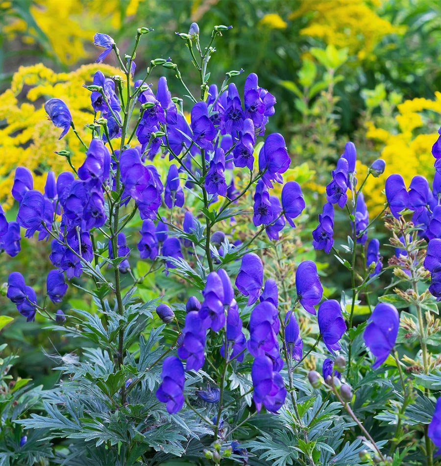How to Grow Aconitum – West Coast Seeds