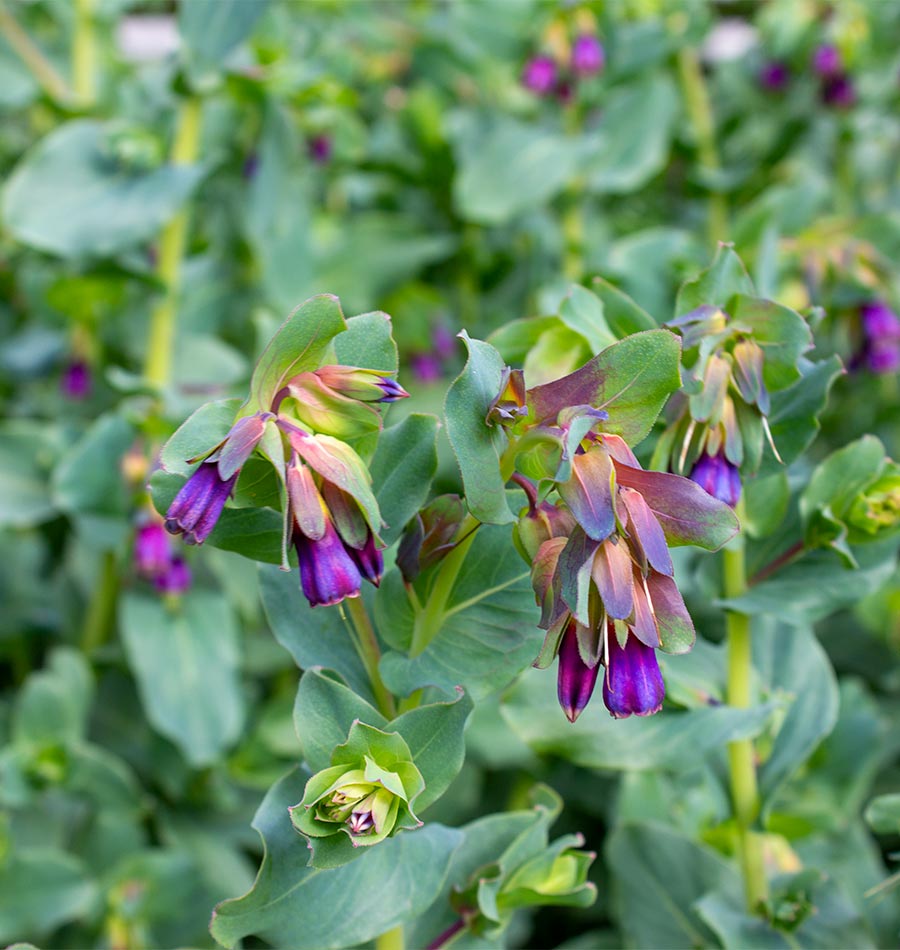 How to Grow Cerinthe – West Coast Seeds