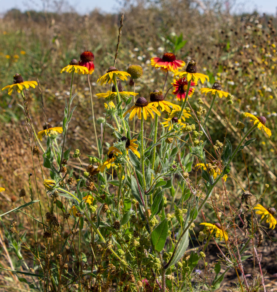Beetle Bank Blend Wildflowers Ingredients – West Coast Seeds