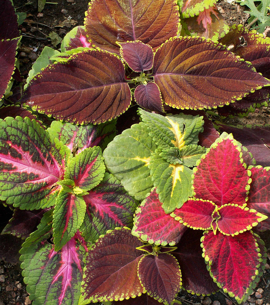 How to Grow Coleus – West Coast Seeds