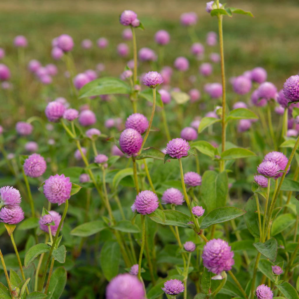 how to make globe amaranth tea