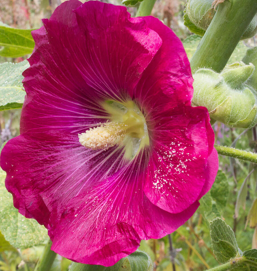 How to Grow Hollyhocks from Seeds – West Coast Seeds