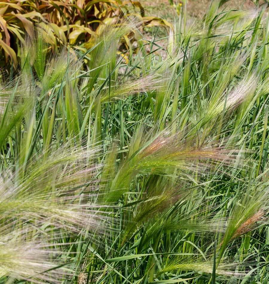 How to Grow Hordeum – West Coast Seeds