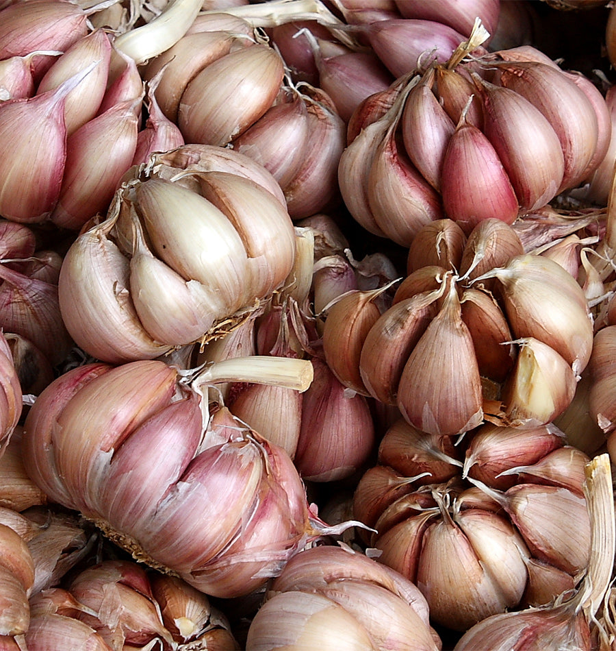 How to Grow Garlic | Red Russian – West Coast Seeds