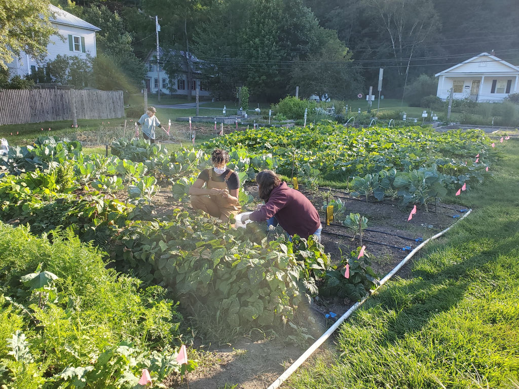 The Garden at 485 Elm – West Coast Seeds