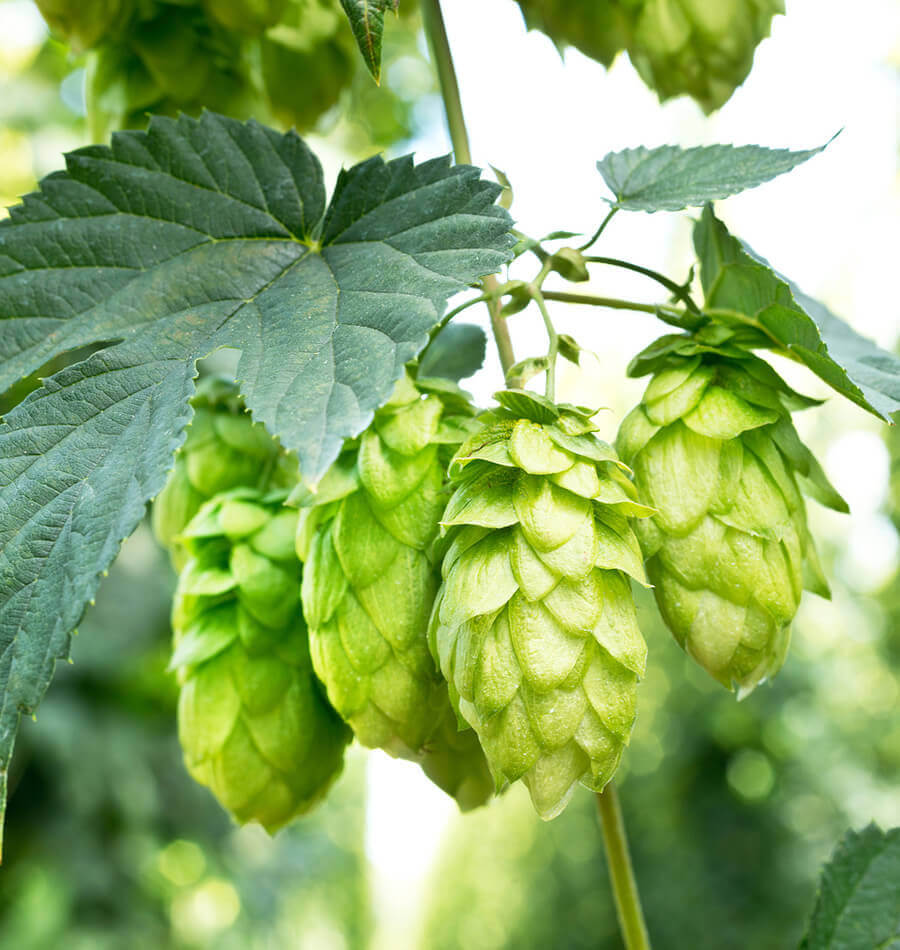 How to Grow Hops – West Coast Seeds